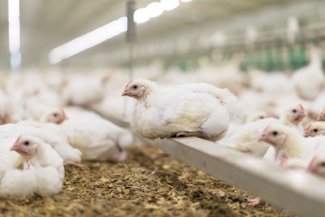 Animal welfare standards on Australian chicken farms - Poultry News