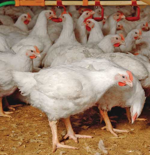 Australia’s meat chicken industry – Part 1 - National Poultry