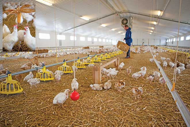 Australian meat chickens need change - National Poultry Newspaper