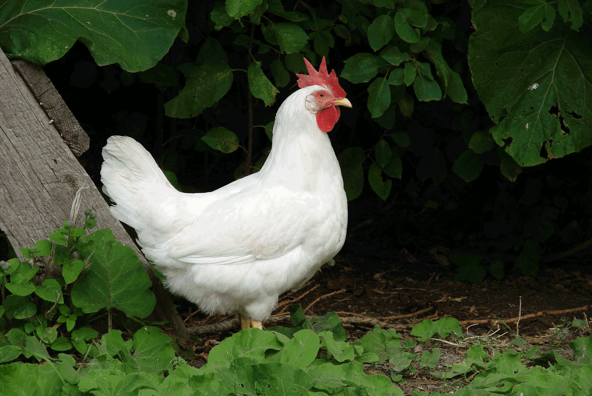 Advertising - National Poultry Newspaper