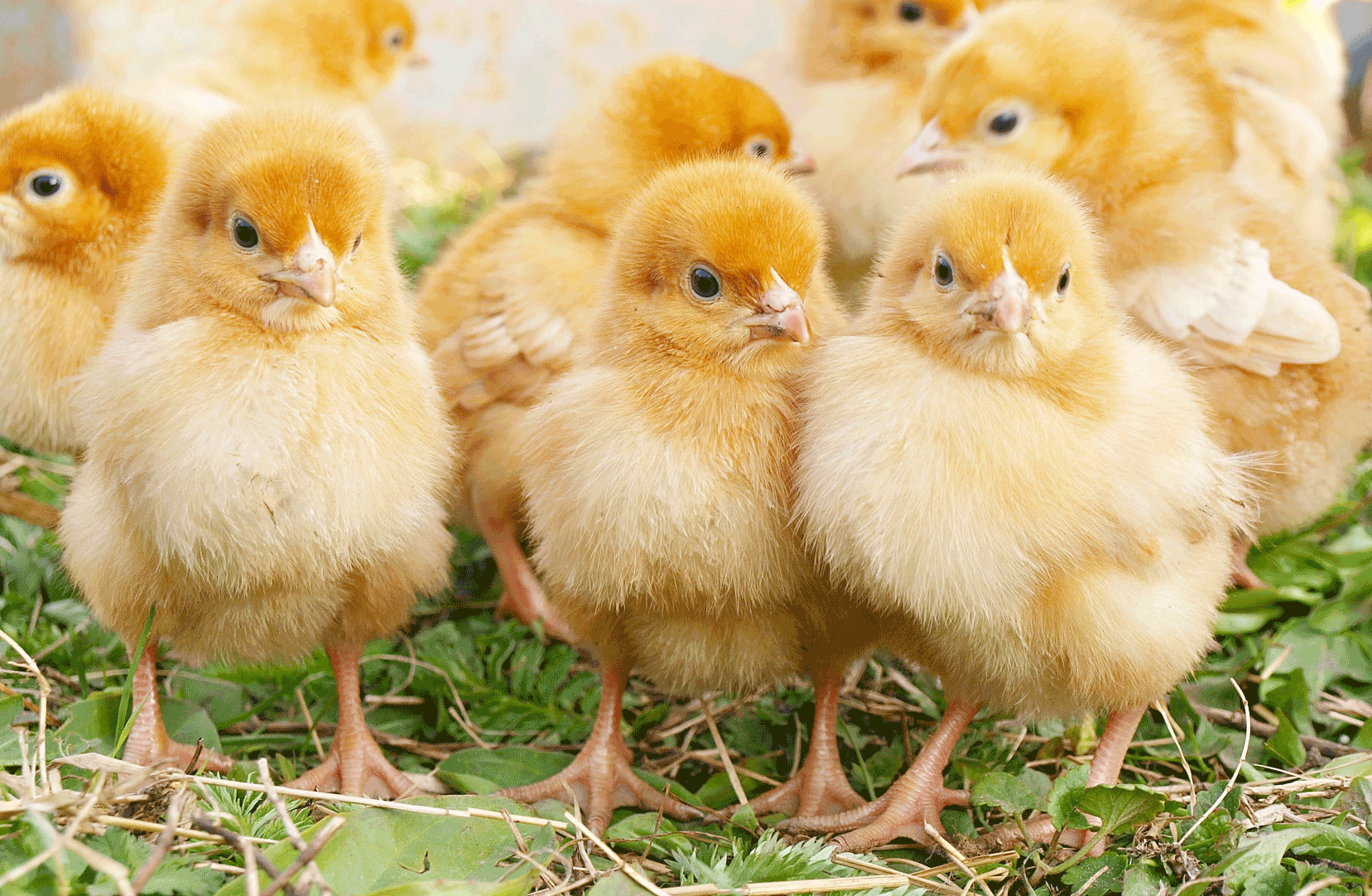 National Poultry Newspaper – Poultry news for industry producers