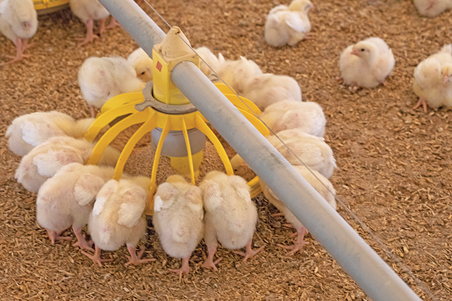 Alltech meta-analysis shows positive results