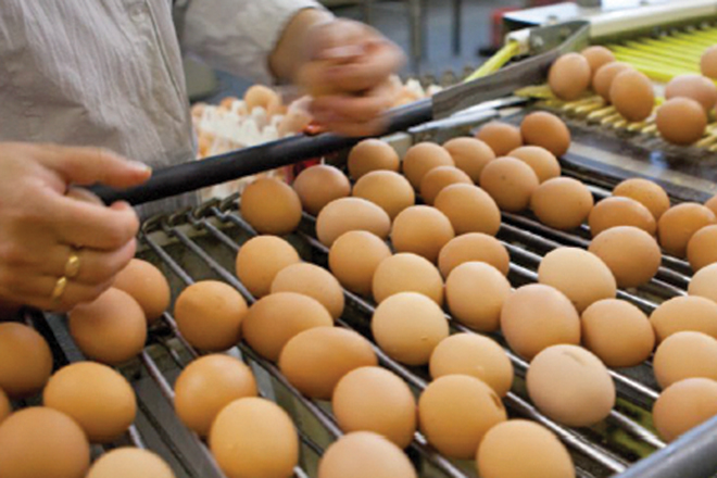 Sixth EggTrack highlights global cage-free progress - National Poultry