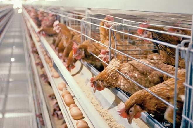 Egg security risks when being politically trendy - National Poultry