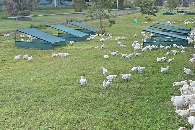 Broiler preference for evenly spaced shade - National Poultry Newspaper