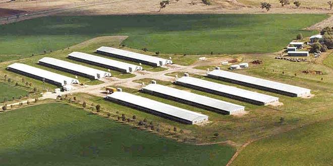 Australia’s meat chicken industry – Part 1 - National Poultry