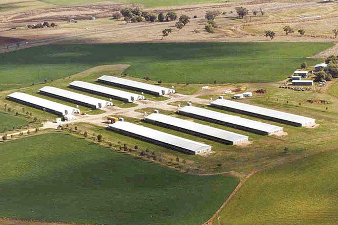 Australia’s meat chicken industry – Part 1 - National Poultry